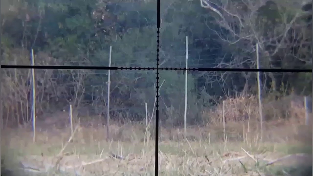 Hunting doves with airgun and scope cam - YouTube