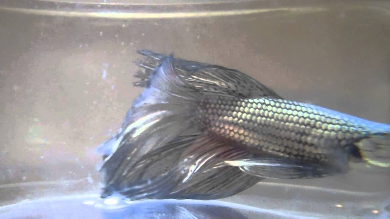 Silver Dragon Halfmoon Male Betta #98 - YouTube