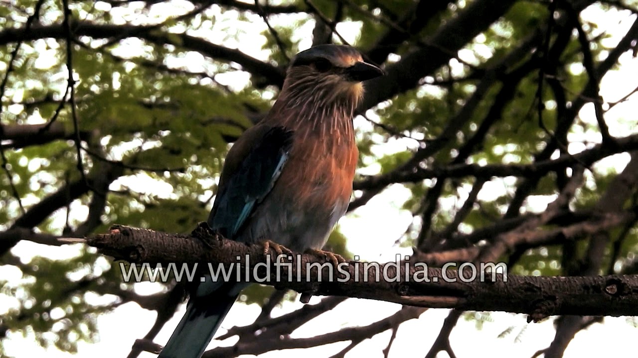 Indian Blue Jay is commonly known as Palapitta or Neelkanth - YouTube