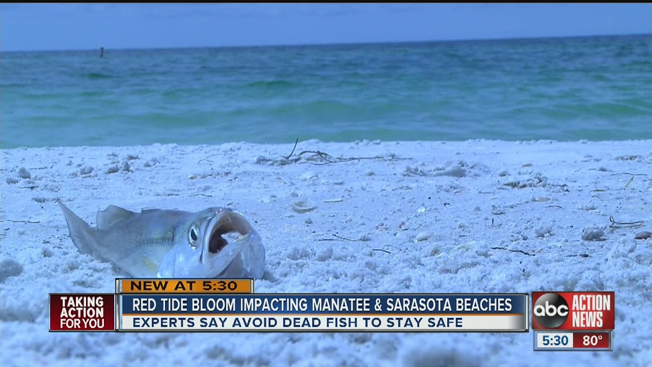 Red tide bloom impacting Manatee & Sarasota Beaches - YouTube