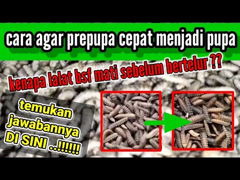 cara agar prepupa cepat menjadi pupa | budidaya maggot bsf - YouTube