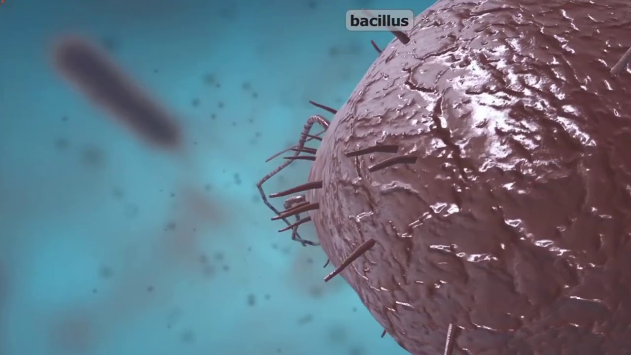 #What is bacteria 3D Video #Types of bacteria #3D animation of bacteria ...