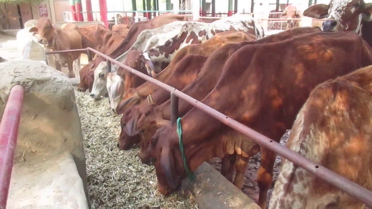 Stall Feeding For Better Feed Use Efficiency - YouTube