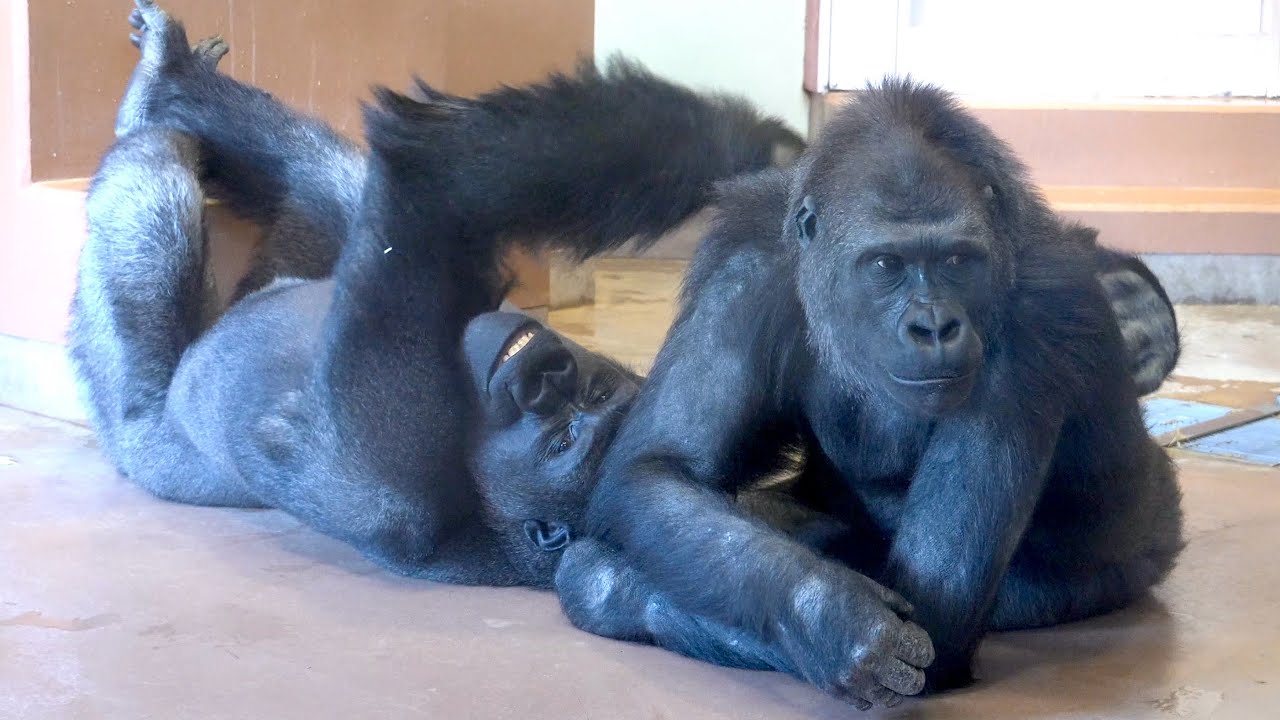 Brother gorilla overflows with smiles when playing with sister gorilla ...