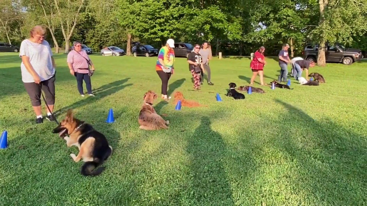 Basic obedience class training clips. - YouTube