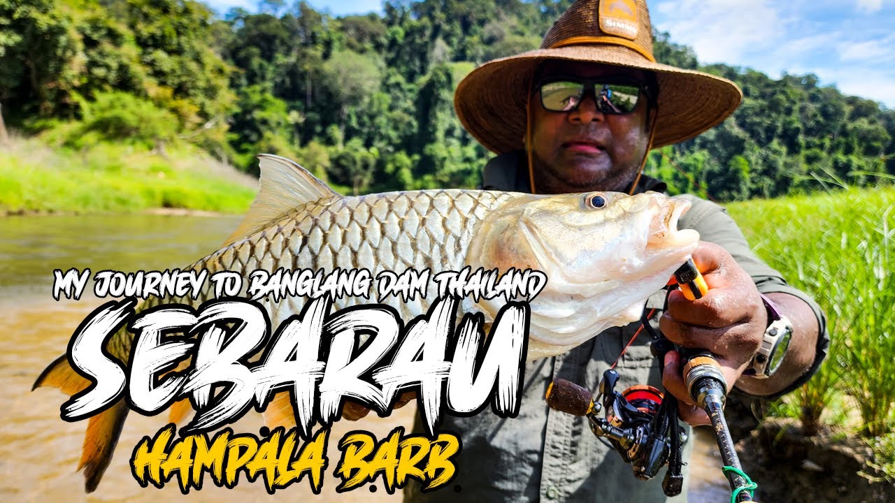 Sebarau Gemok di Banglang Dam, Thailand - YouTube