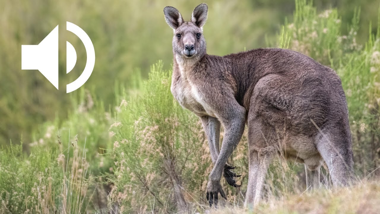 Le cri du Kangourou 🦘 : Découvrez son son unique | kangaroo Sound - YouTube