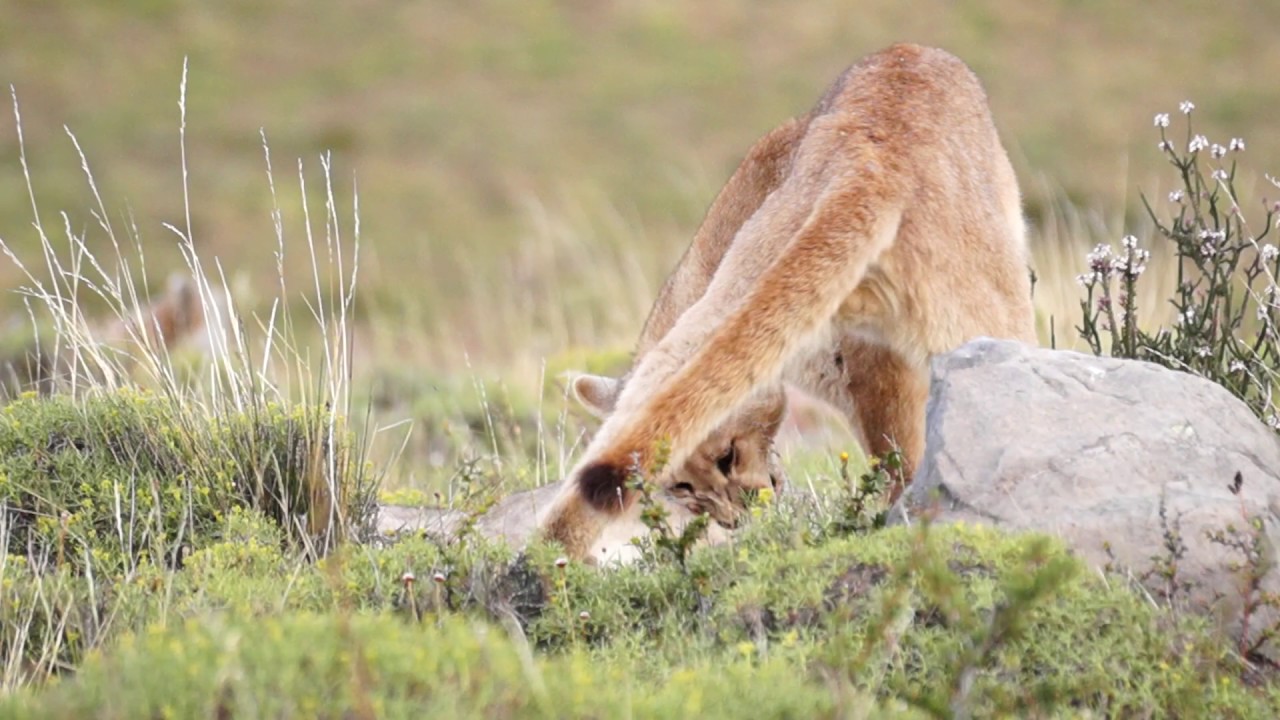Pumas In Patagonia - YouTube