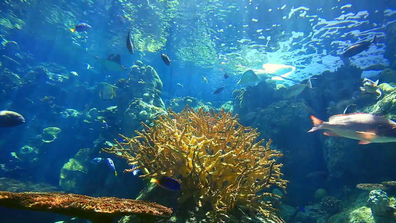 Les poisson qui nage - YouTube