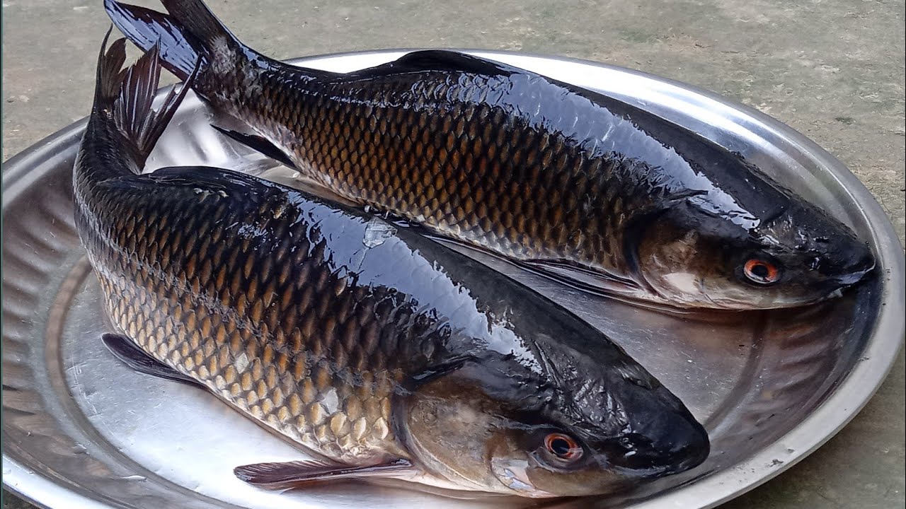 Chara Pona Fish Curry - YouTube