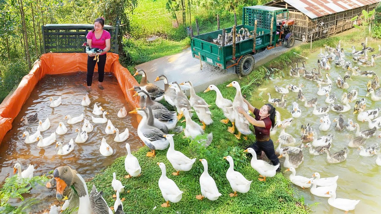 Harvesting 1000+ Giant Ducks - Using a Truck to Transport Many Ducks to ...
