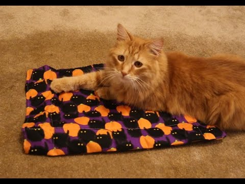 Just Got This COOL Halloween Mat | Sammy the Orange Tabby Cat - YouTube