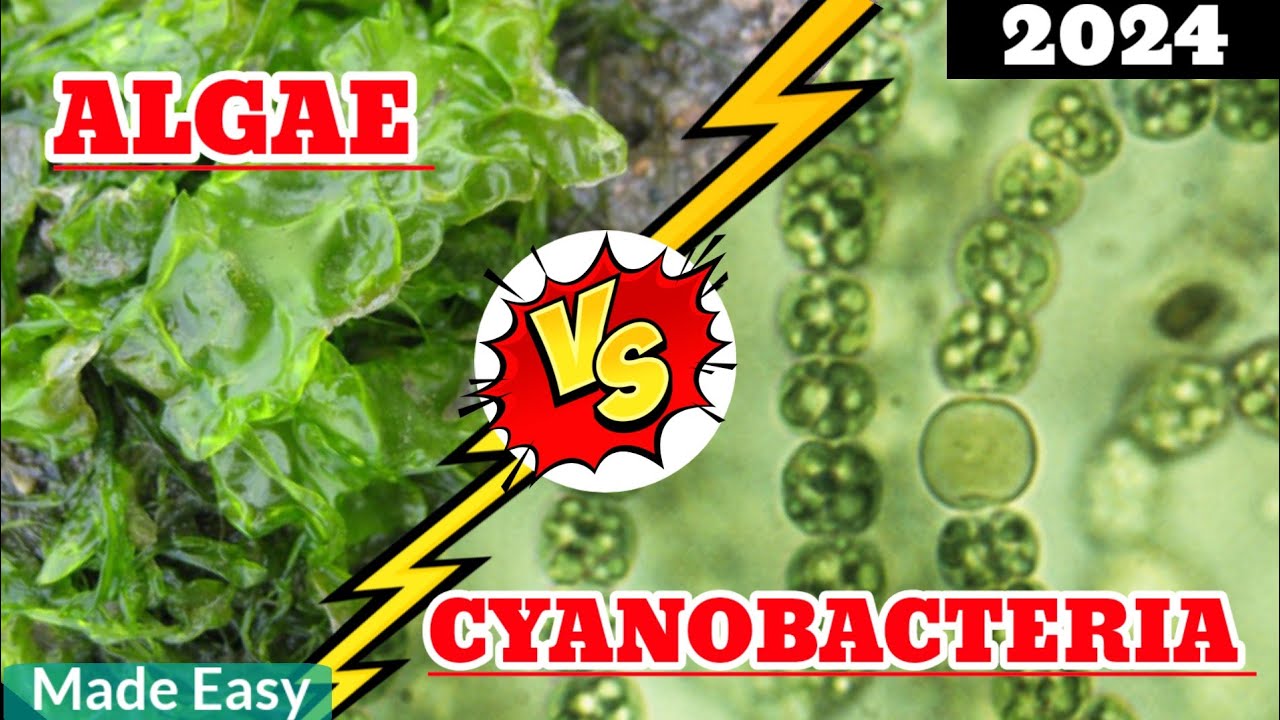 difference between algae and cyanobacteria|#algae #cyanobacteria # ...