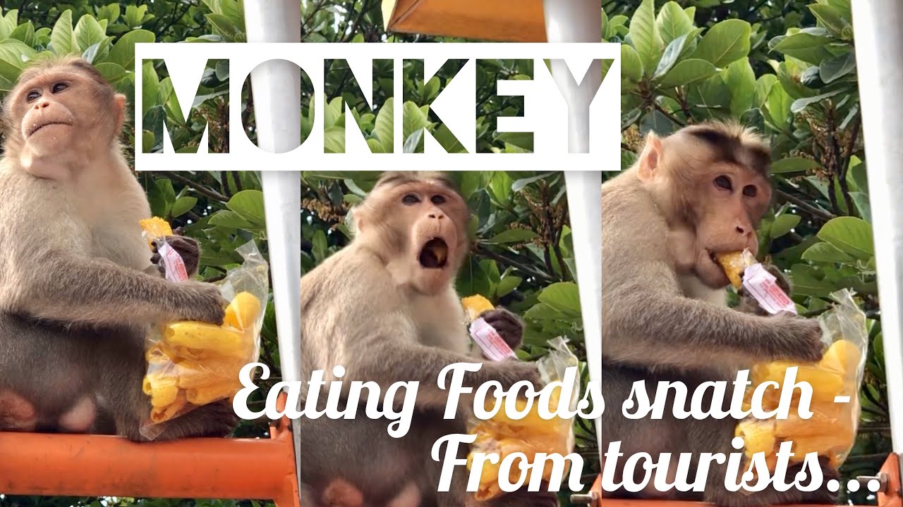 Monkey Snatch The Snacks From Tourists | Beware Of The Monkeys 😂 ...