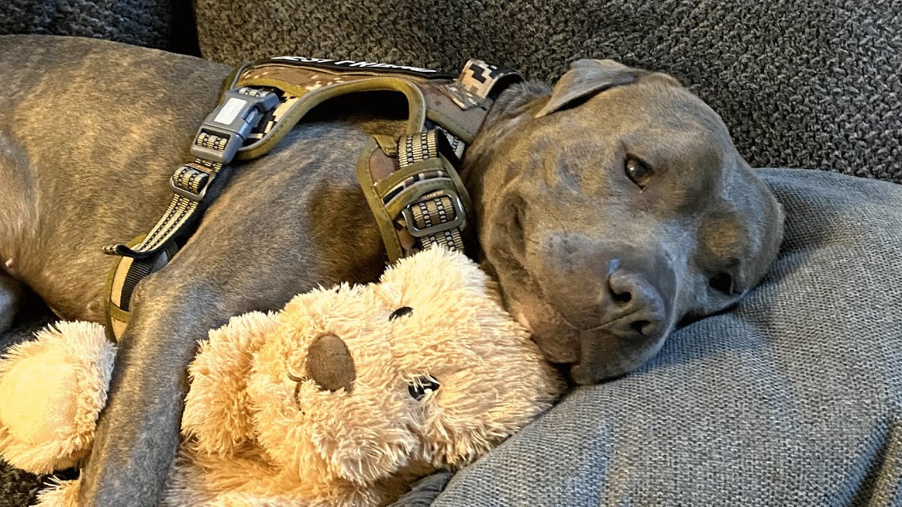 One-eared dog changes toy to make it look like him - YouTube