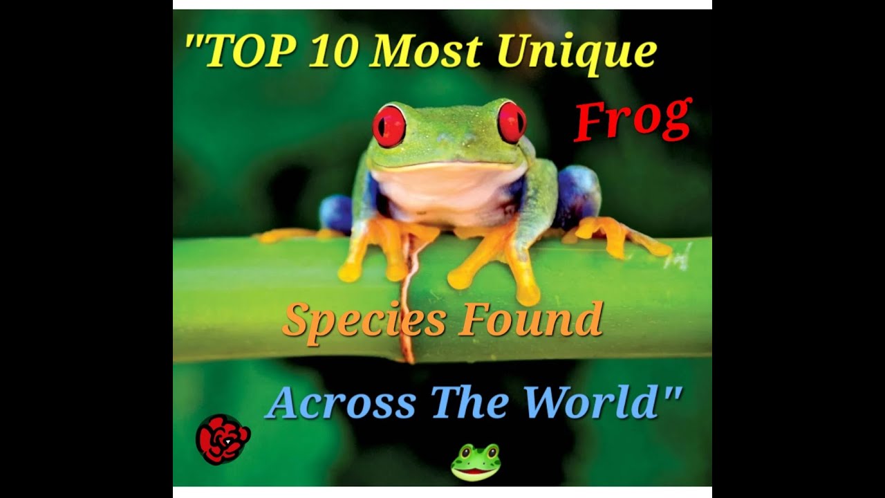 Top 10 Most Unique Frog Species Found Across The World 🐸 - YouTube
