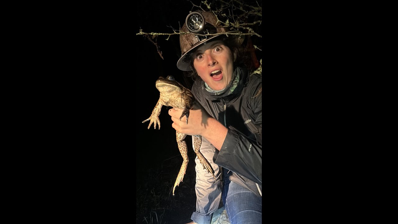 Louisiana Swamp Frogs | Catch and Cook - YouTube