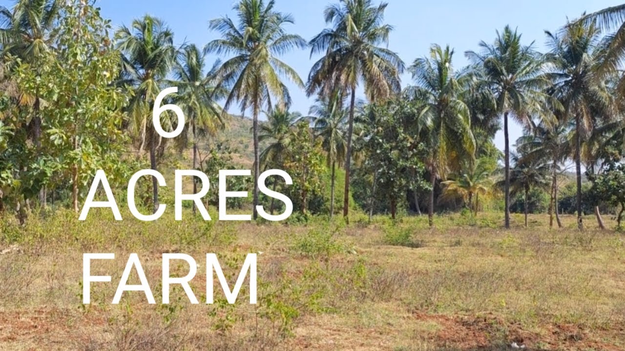 Gv) 6 ACRES | COCONUT TREE'S WITH YIELDING | TEEK TREE'S IN BIG SIZE ...