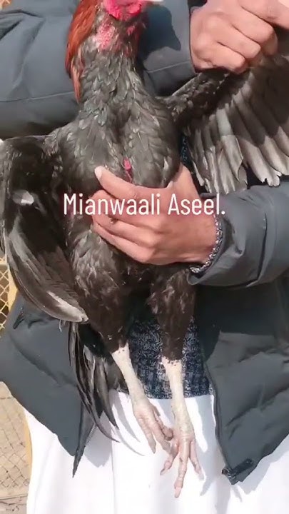 Mianwali Aseel - YouTube