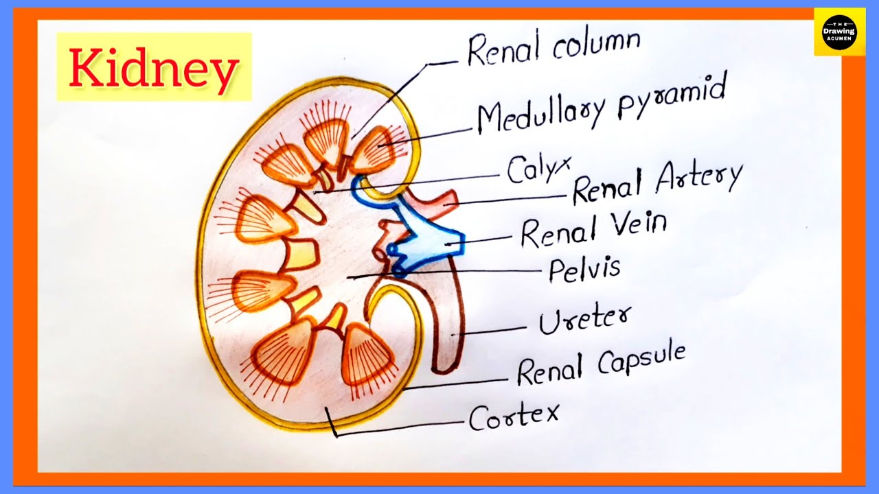 How to draw "Kidney" diagram step by step for beginners ...