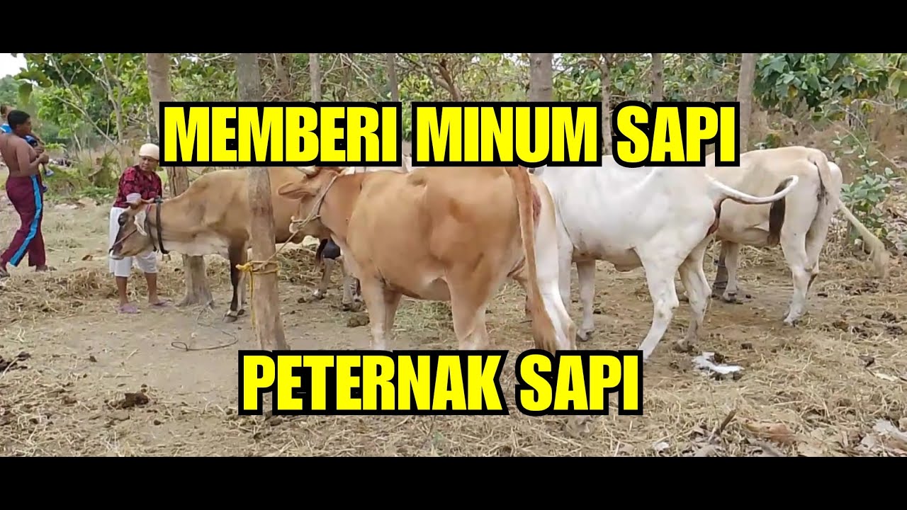 PETERNAK SAPI SUKSES || SAPI LEMU #sapi #sapikoros - YouTube