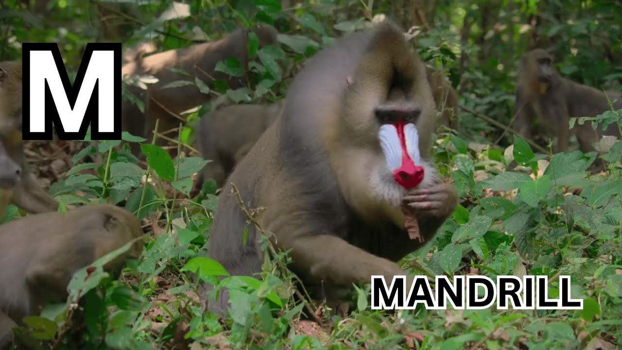 Jungle Jingles: ABC Jungle Animals Song for English Learners | Learn # ...