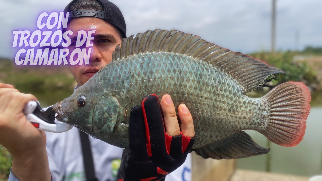 Pesca con Línea de Mano || ¿JAIBA pescada con ANZUELO? - YouTube
