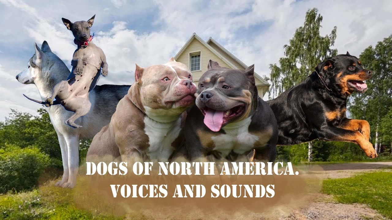 Dogs of North America Voices and sounds - YouTube
