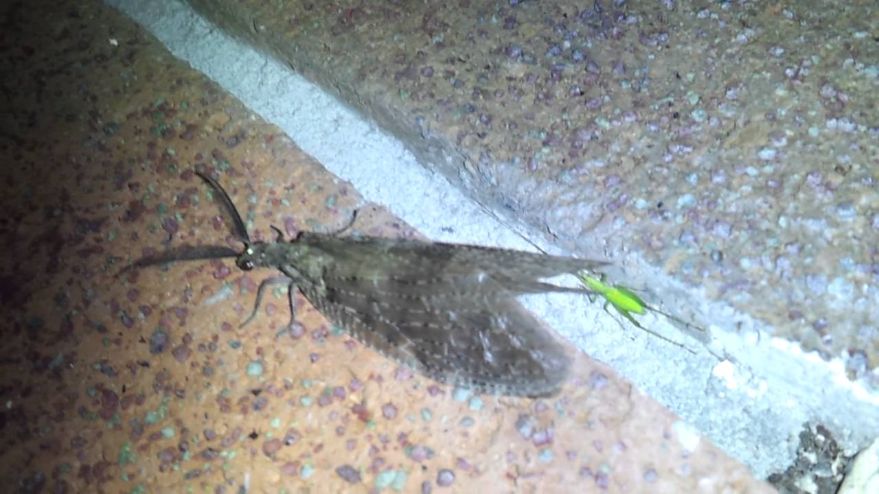 Real life pokemon man! dragon bug type! :p - YouTube