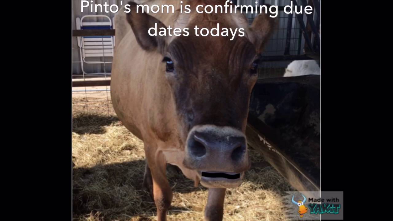 Pintos mom palpating cows today! - YouTube