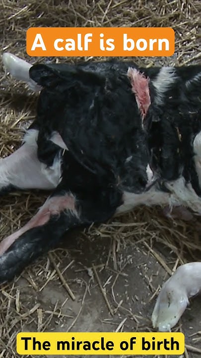 The miracle of life. Cow gives birth. #cow #animals #wildlife #nature #lovenature #calf #amazing ...