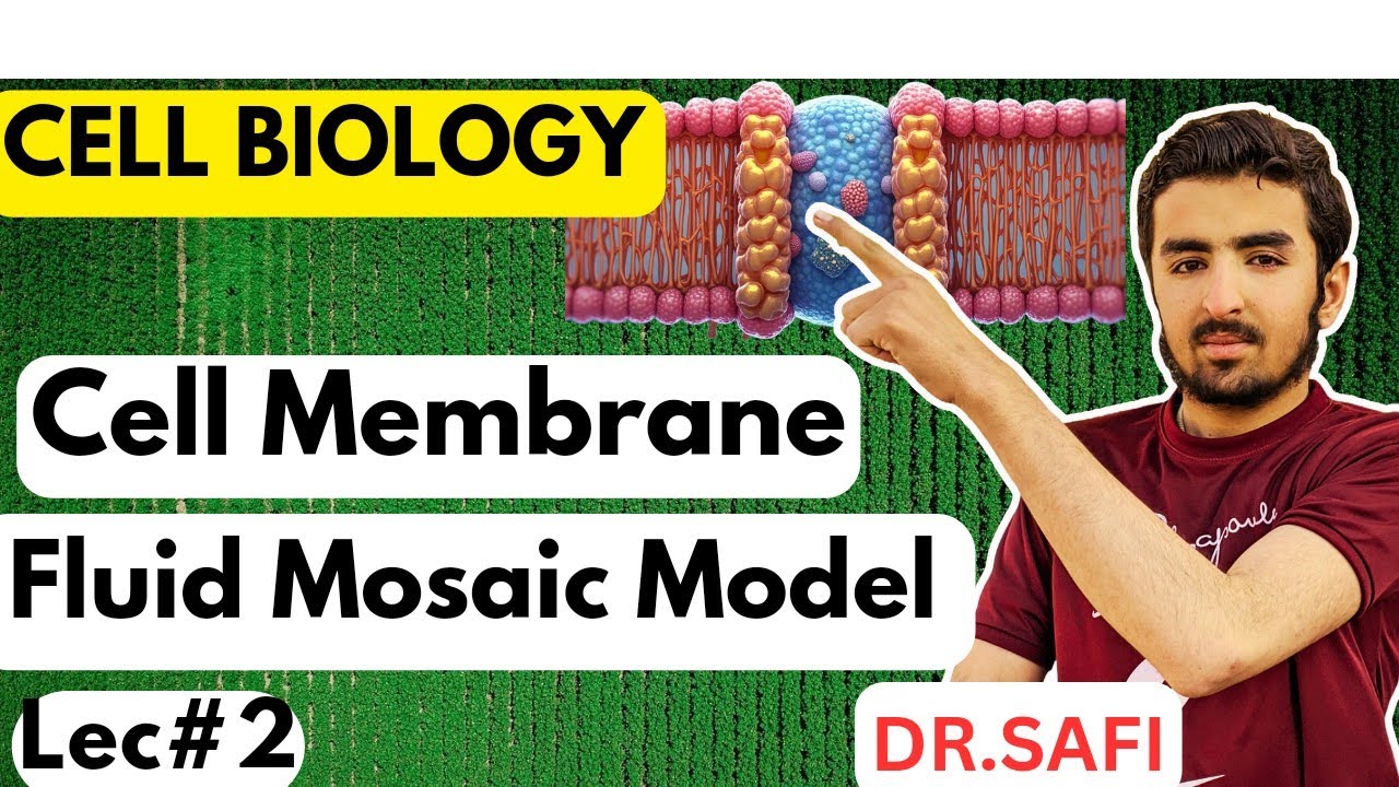 Cell Membrane| Structure and Function|Fluid mosaic Model - YouTube