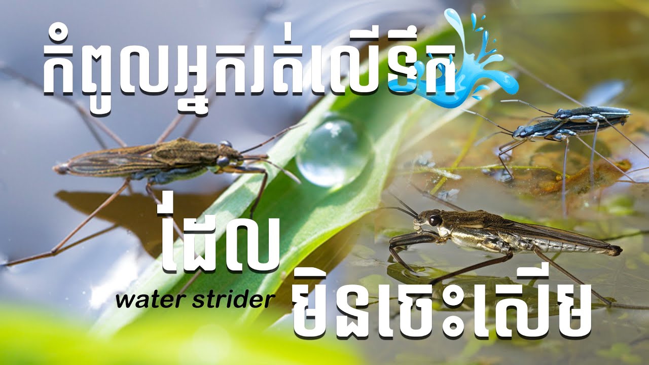 Water Striders: The Insects That Walk on Water ...