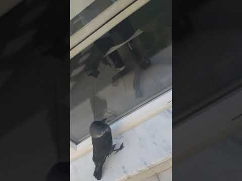 Karga ile arkadaş olduk