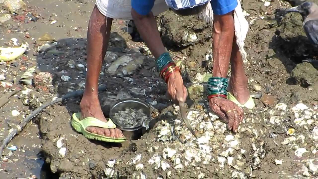Oysters or Kalvam collecting - YouTube