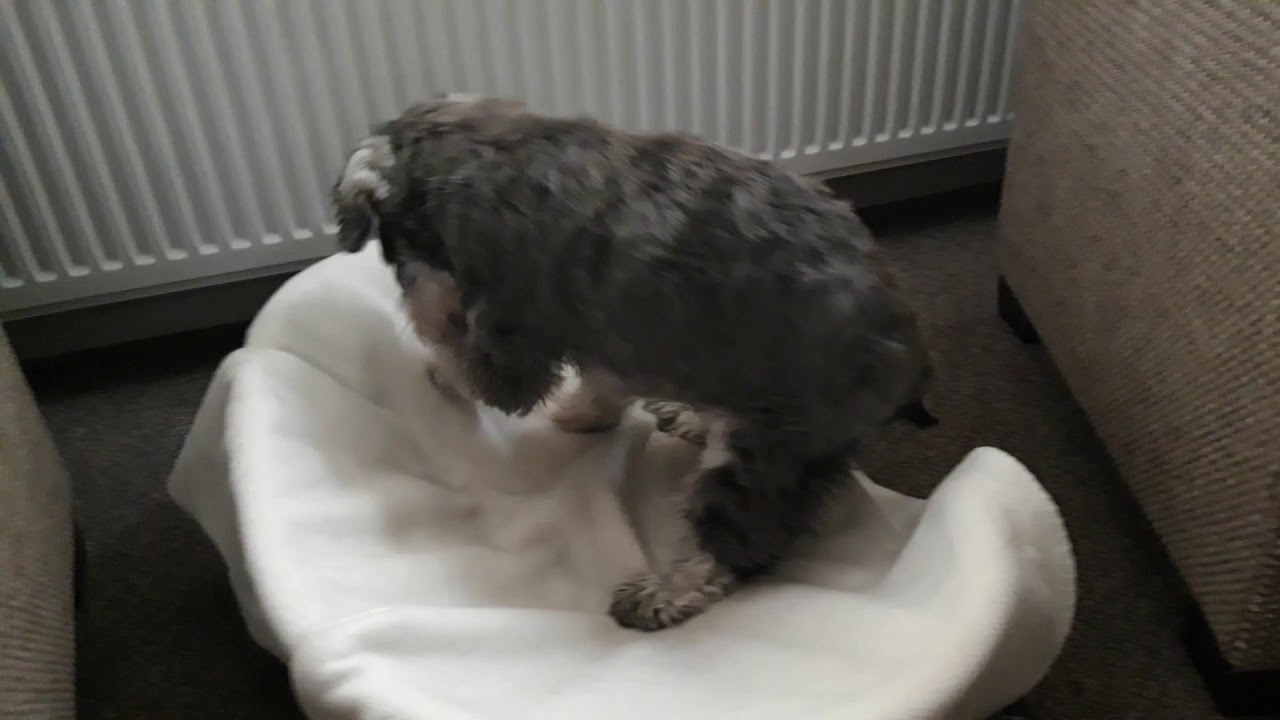 Dwergschnauzer bedtijd. - YouTube
