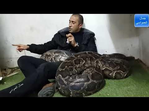 Giant snake of Burmese origin, weighing 100 kilograms - YouTube
