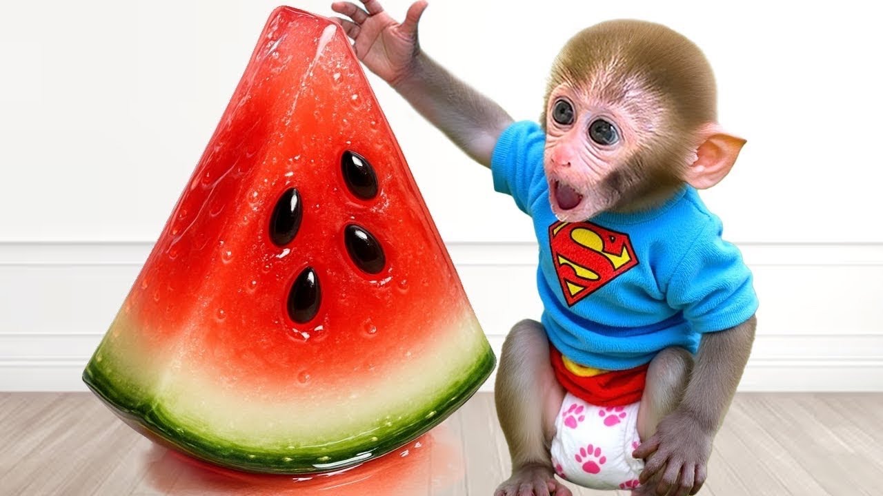Monkey Baby Bon Bon Gets a BIG Watermelon 🍉😂 #monkey #monkeybaby # ...