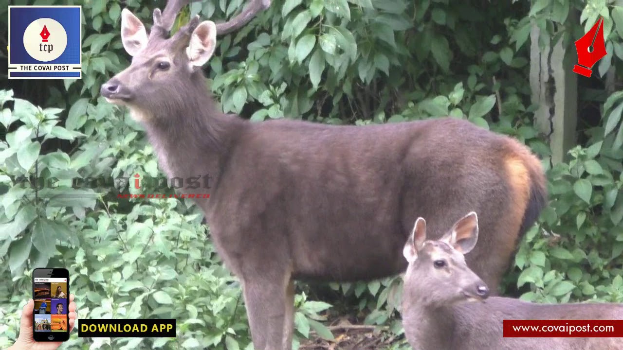 Ooty Deer Park becomes Nilgiris Tahr sanctuary - YouTube