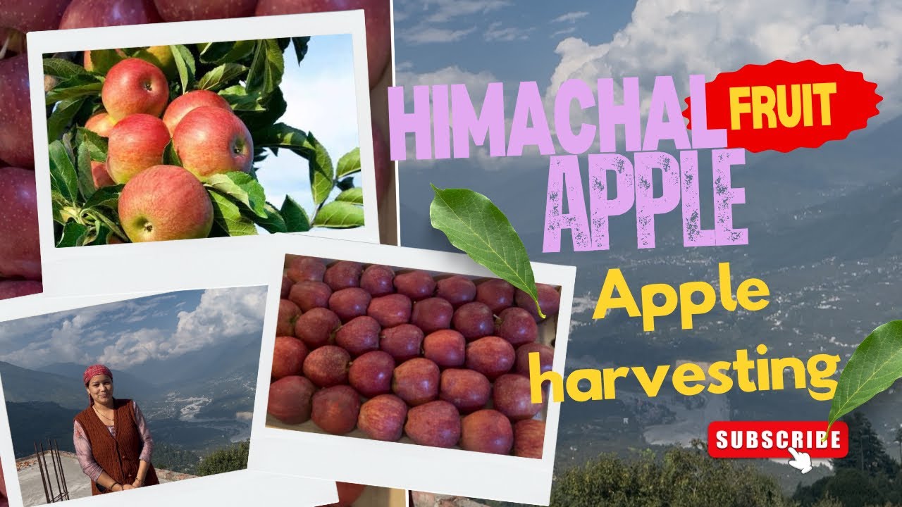 🍎 Himachali Apple Harvesting | Nature’s Fresh Gift from Mountains ...