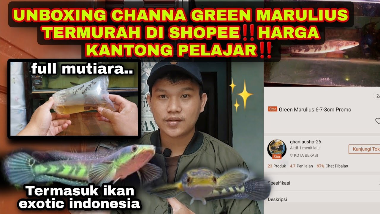 BELI CHANNA GREEN MARULIUS 6-7CM PROMO DARI PLANET BEKASI‼️TERMURAH DI ...