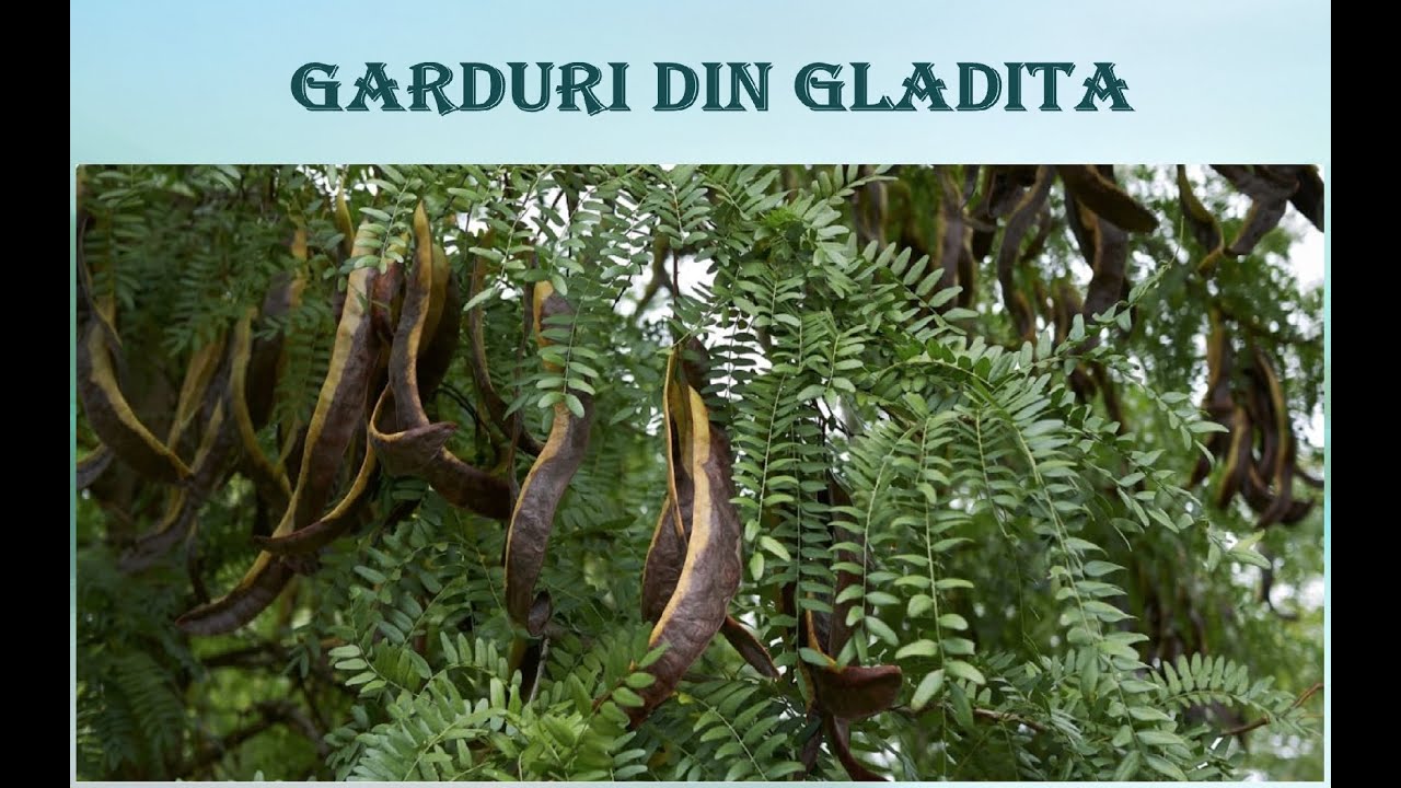 Gard din Gladita Roscov - Vanatori - Iasi - YouTube