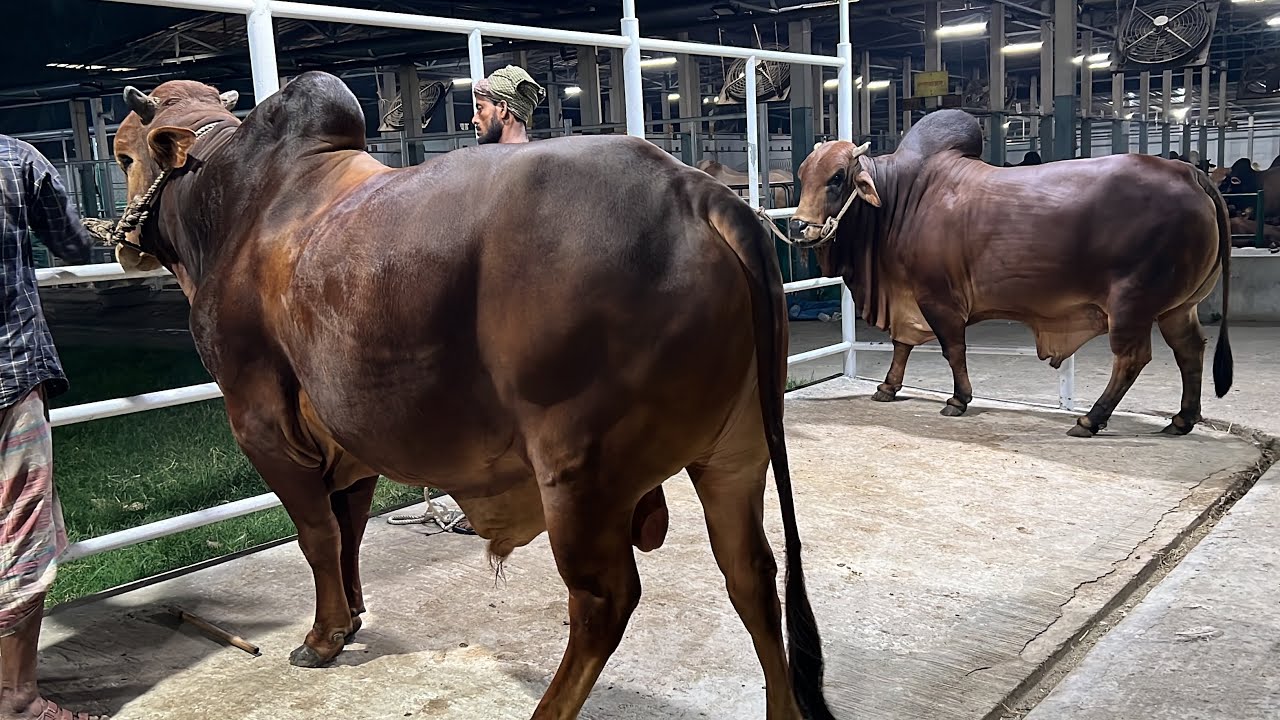 All The Giant Heavyweight Shahiwal Bulls | MashAllah | Kurbani Eid 2022 ...