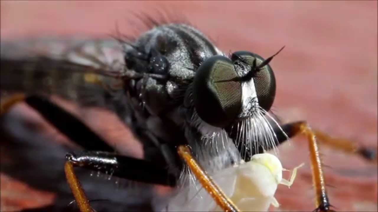 Scary Predatory Fly eats live Dragonfly larva - YouTube