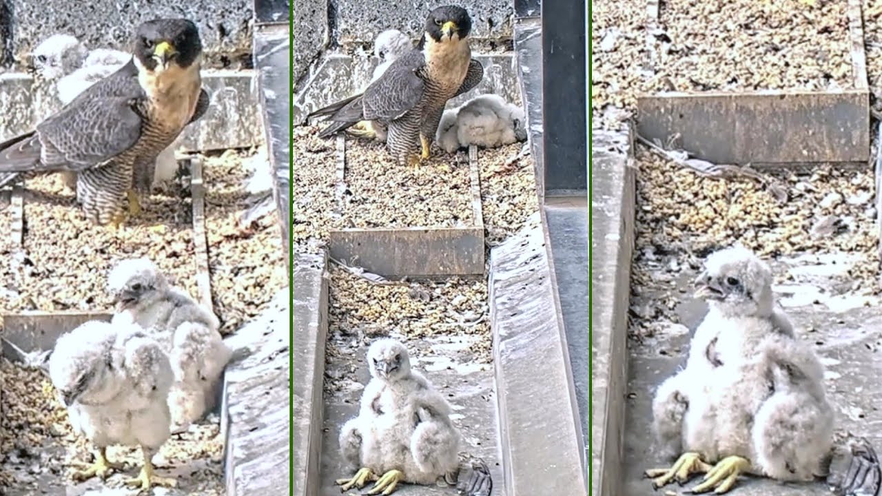 367 Collins Falcons~Smart little explorer #1 cools off in the shade😎 ...