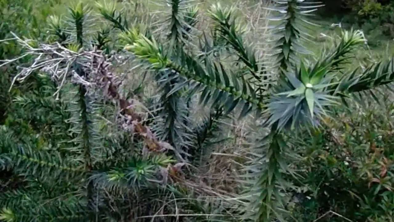 COMO PLANTAR ARAUCÁRIA PINHEIRO DO BRASIL - VEJA NO FINAL DO VIDEO ...