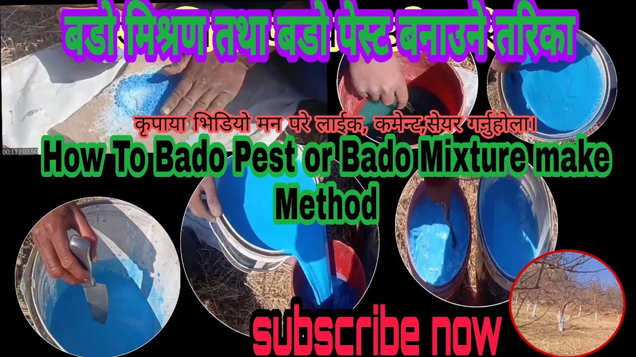 how to bado mixture method( बोडो पेस्ट र बोडो मिश्रण बनाउने तरिका ...