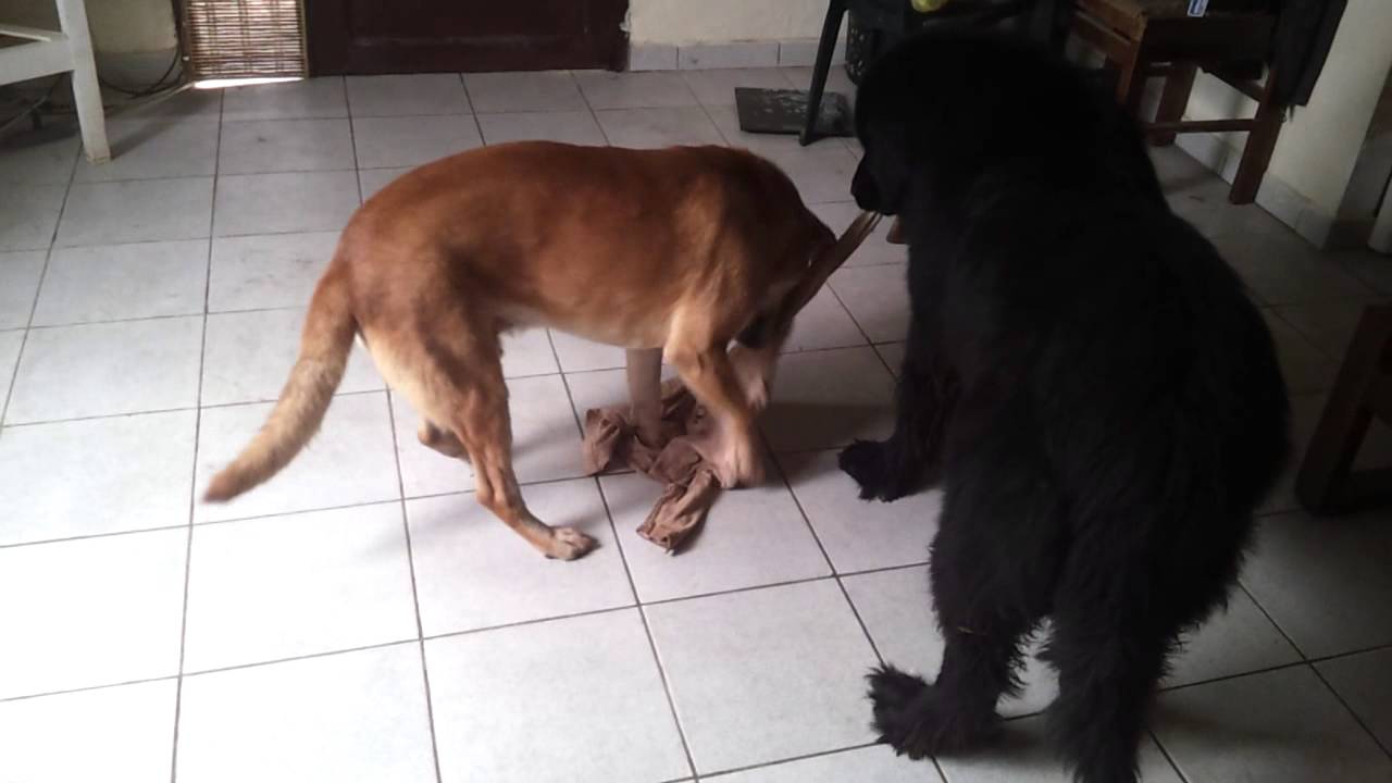 Newfoundland vs Labrador: The Ultimate Tug Of War - YouTube