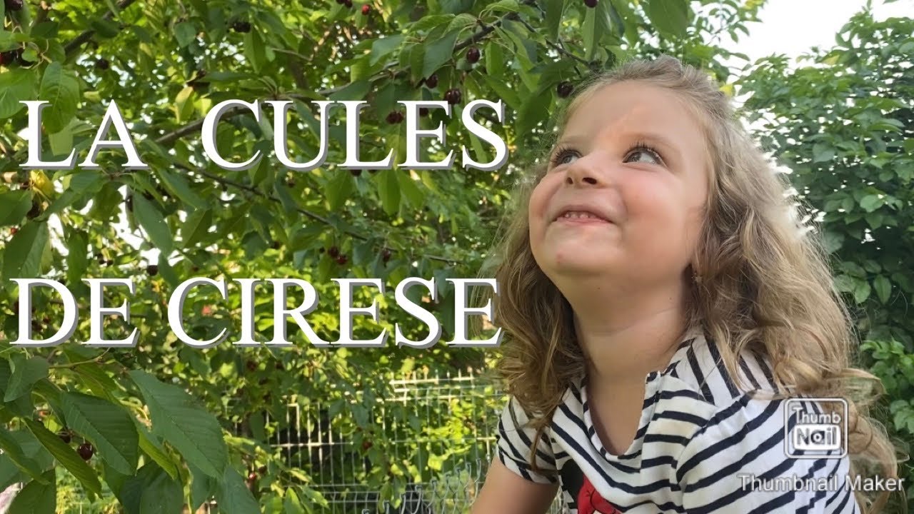🍒 Mancam cirese proaspete direct din copac 🍒 - YouTube