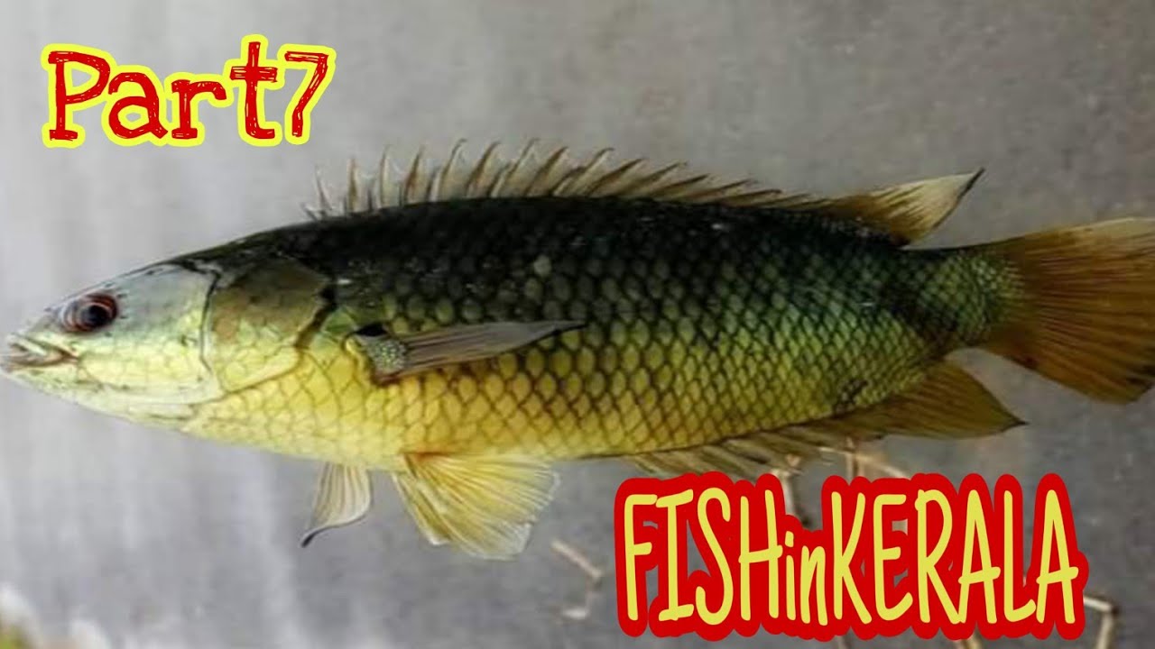 കേരളത്തിലെ നാടൻമത്സ്യങ്ങളെ പരിചയപ്പെടാം part7 | FISH IN KERALA | കൈതകോര ...